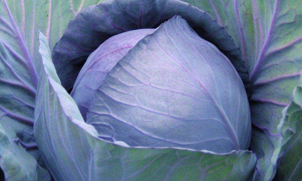 Rode kool, Spitskool, Witlof - Vreike-Hof