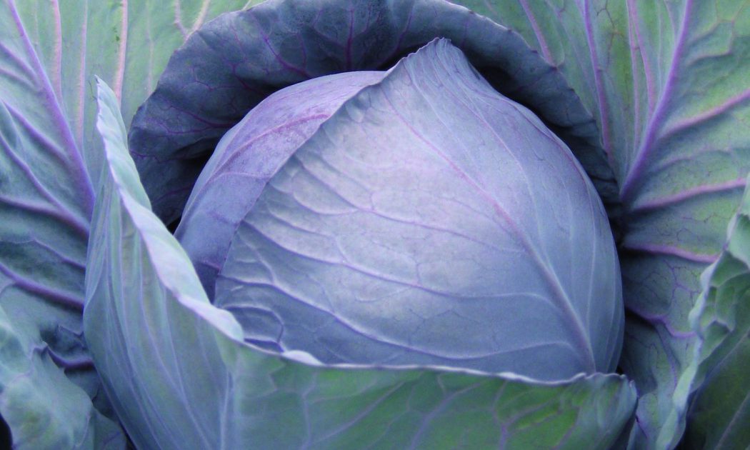 Rode Kool - Vreike-Hof